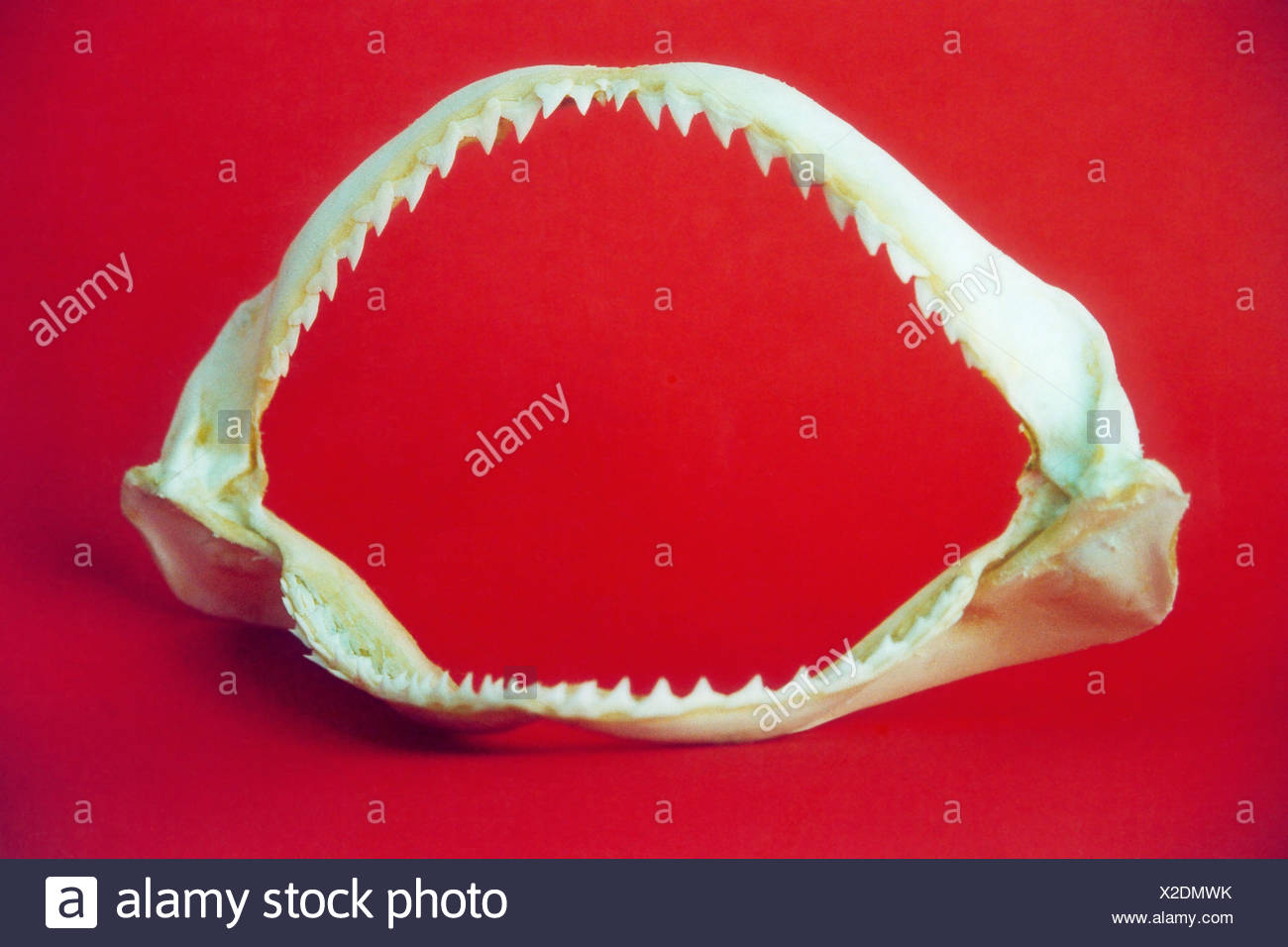 Selachimorpha Stock Photos & Selachimorpha Stock Images - Alamy