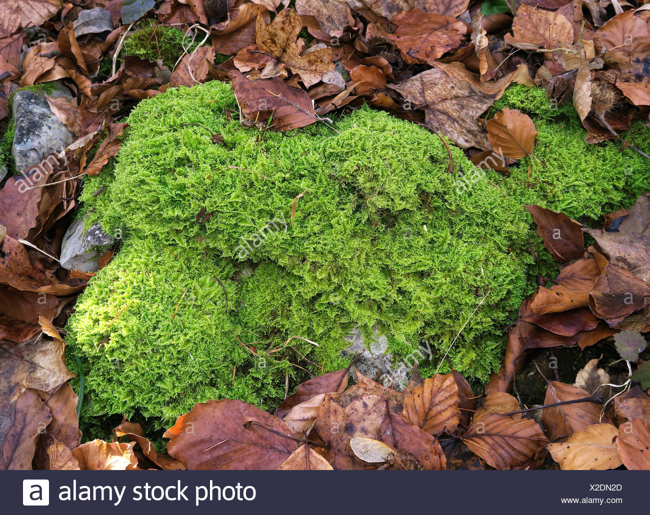 Molluscum High Resolution Stock Photography and Images - Alamy