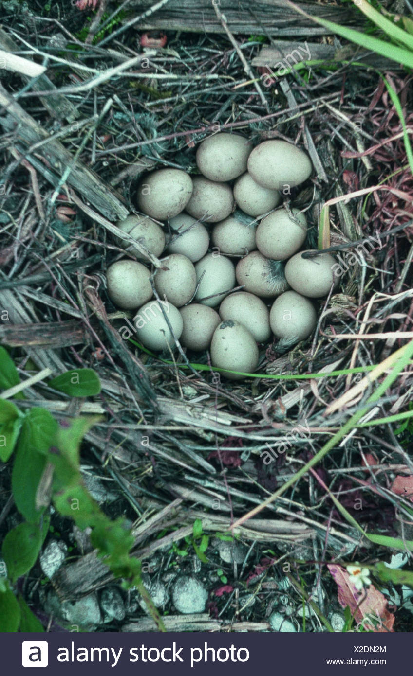 Partridge Eggs Stock Photos & Partridge Eggs Stock Images - Alamy