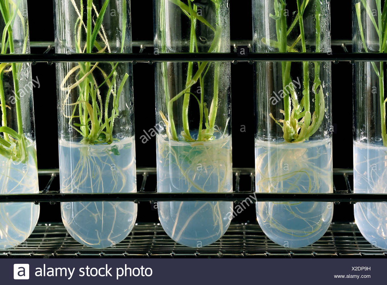 Micropropagation Stock Photos & Micropropagation Stock Images - Alamy