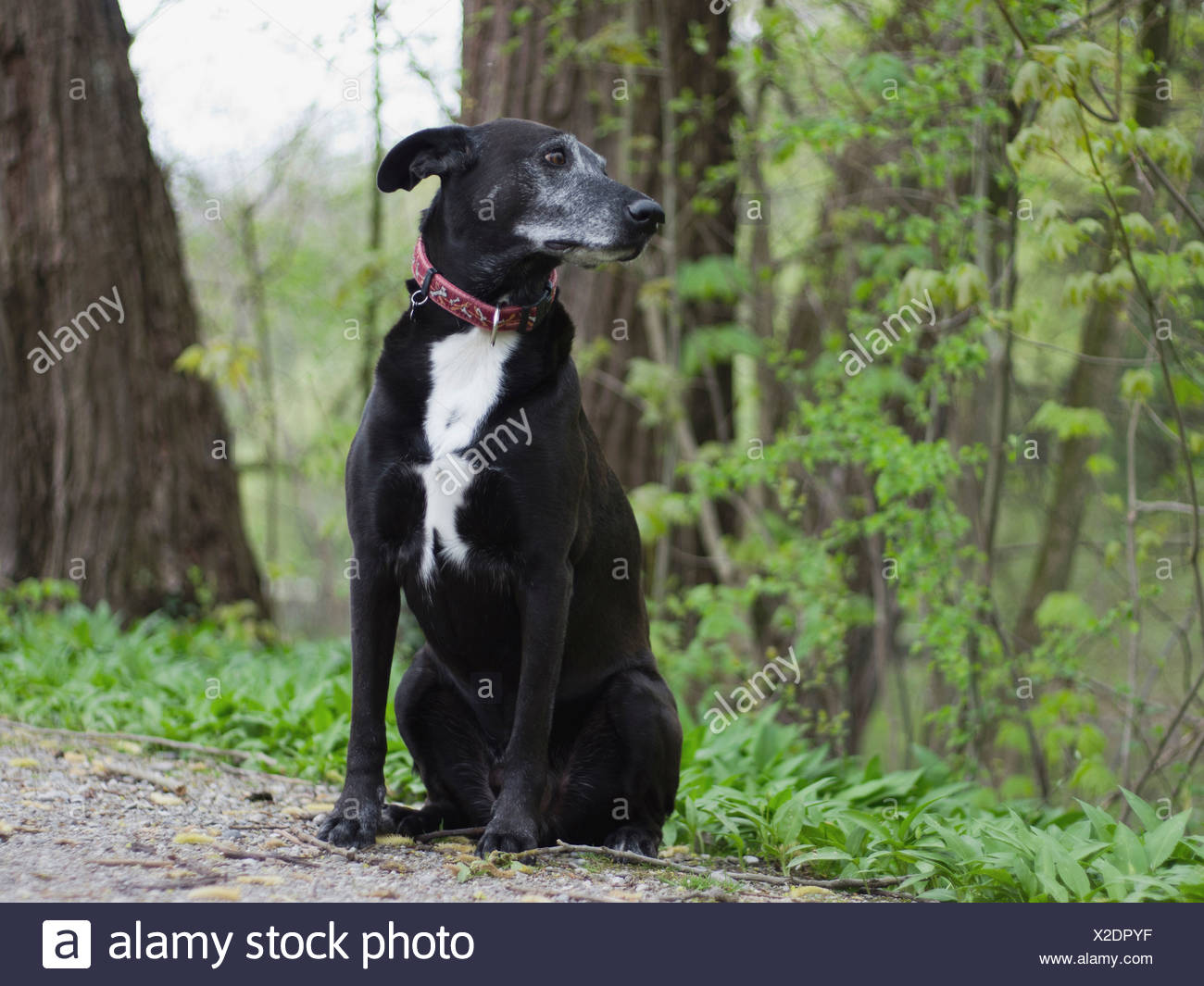 Podengo High Resolution Stock Photography and Images - Alamy