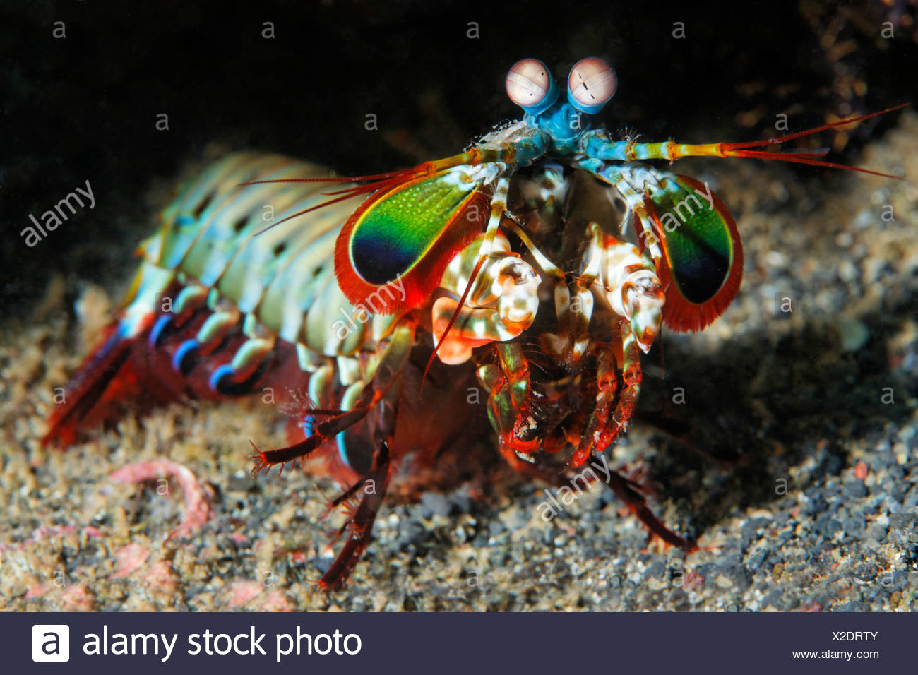 Pacific Ocean Asia Mantis Shrimp High Resolution Stock Photography and ...