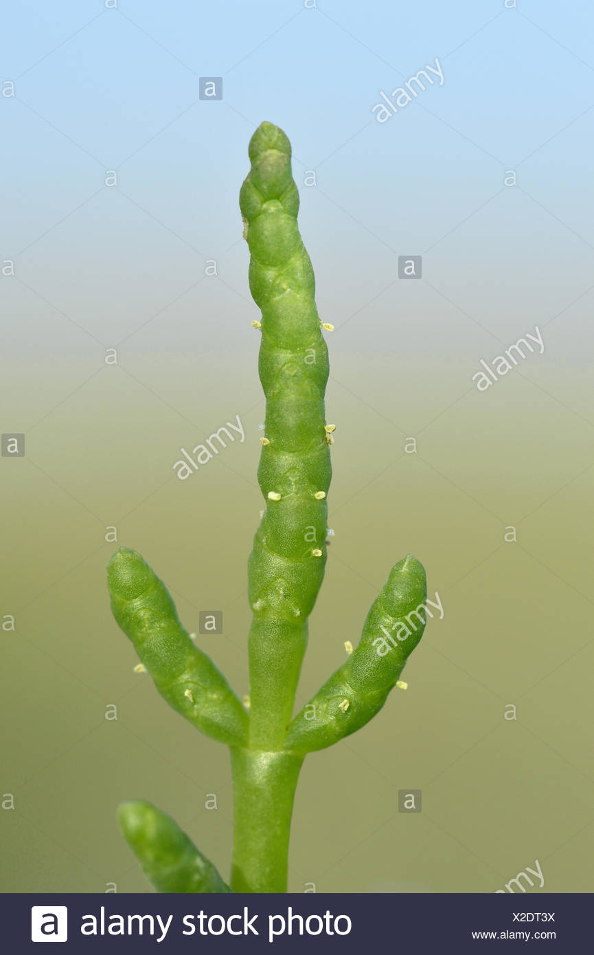 Salicornia Salt Marsh High Resolution Stock Photography and Images - Alamy