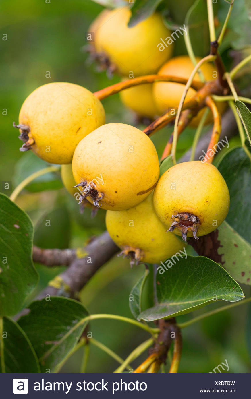 Wild Pears Stock Photos & Wild Pears Stock Images - Alamy