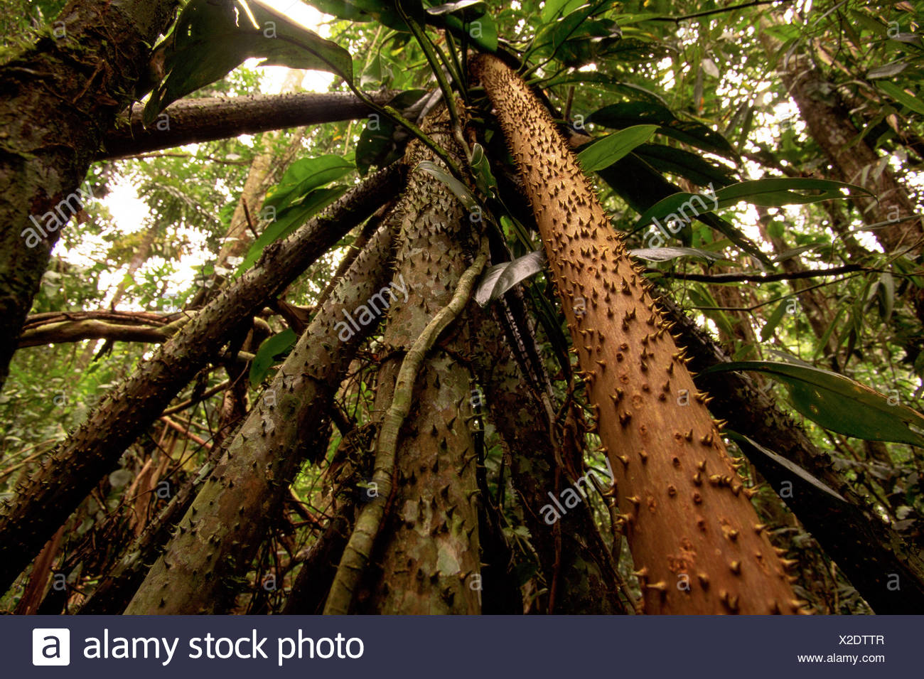 Socratea Exorrhiza Stock Photos & Socratea Exorrhiza Stock Images - Alamy