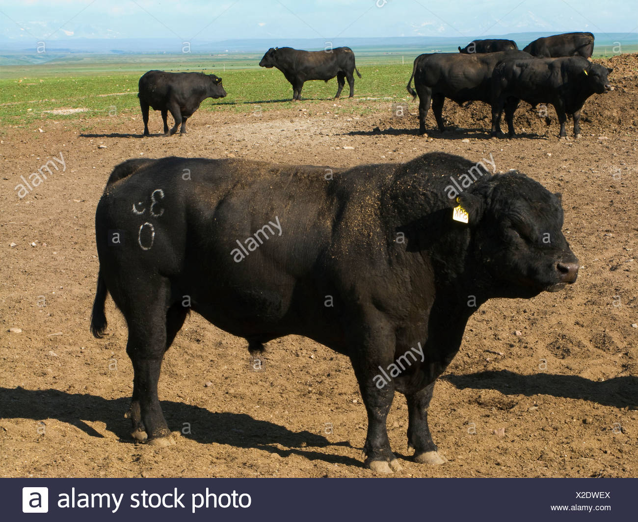 Bovine Bull High Resolution Stock Photography and Images - Alamy