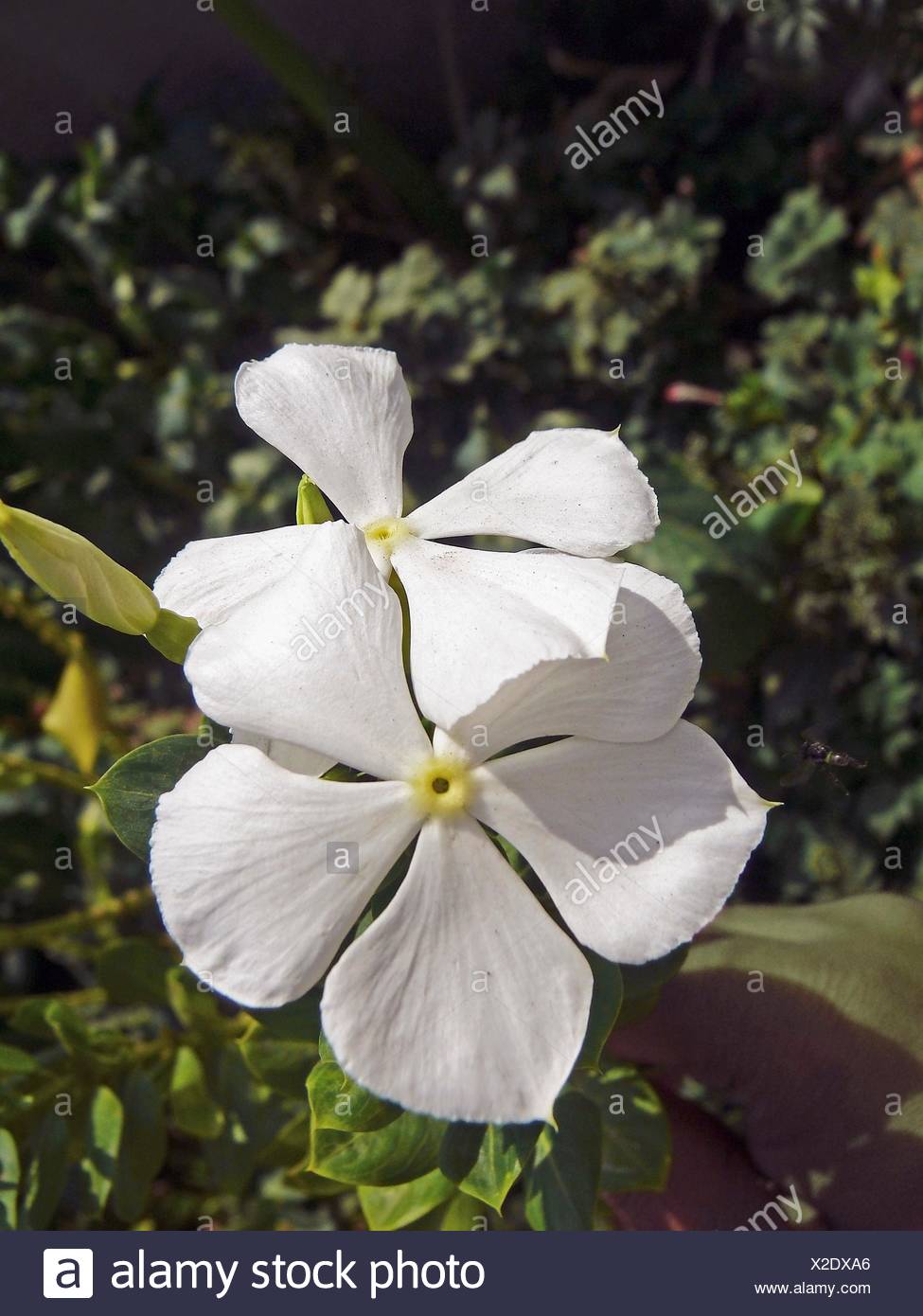 Vinca Rosea Stock Photos & Vinca Rosea Stock Images - Alamy