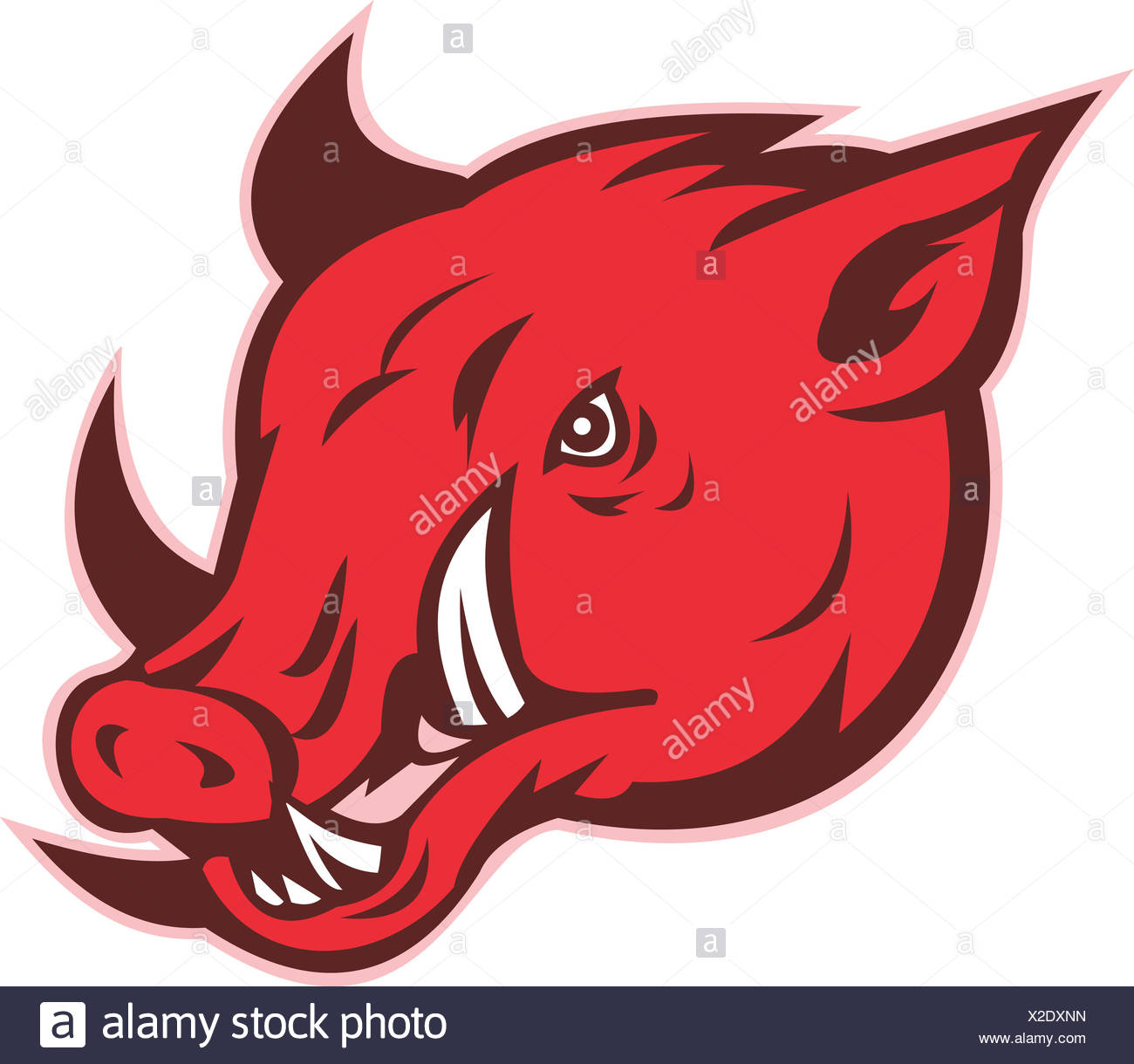 Angry Razorback Wild Pig Hog High Resolution Stock Photography and ...