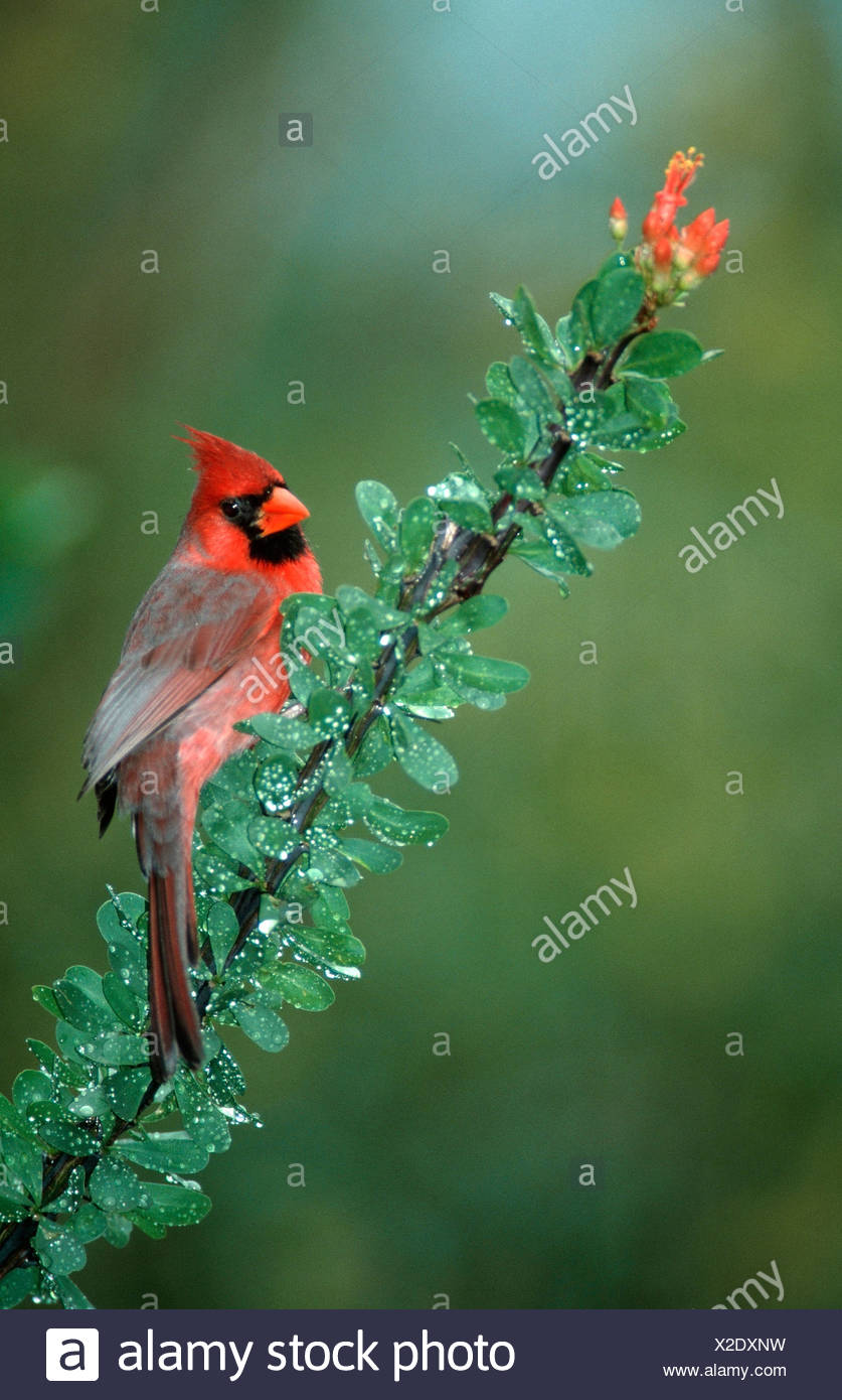 Cardinal Stock Photos & Cardinal Stock Images - Alamy