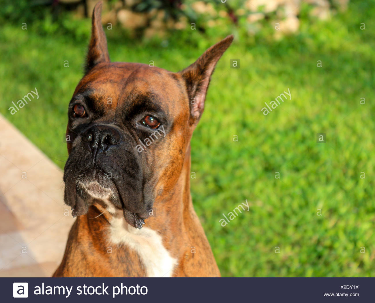 Boxer Dog Cropped Ears Stock Photos & Boxer Dog Cropped Ears Stock ...
