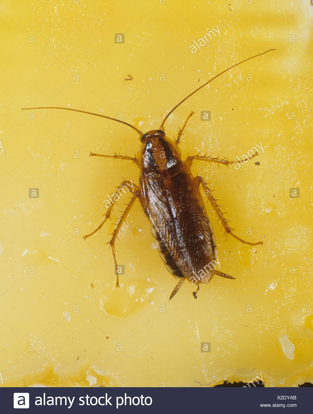 Hygiene Pests High Resolution Stock Photography and Images - Alamy