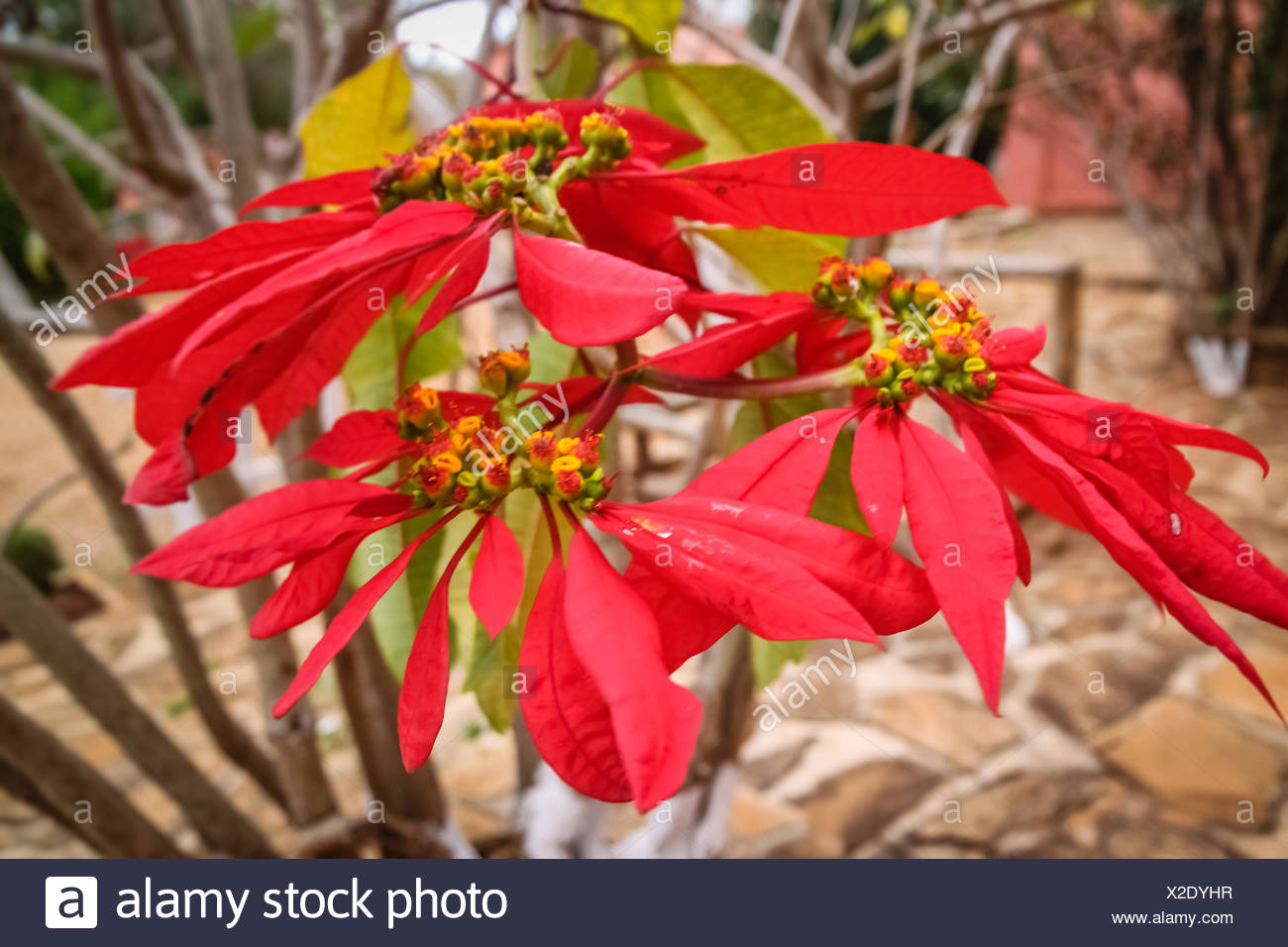 Madagascar Flower High Resolution Stock Photography and Images - Alamy