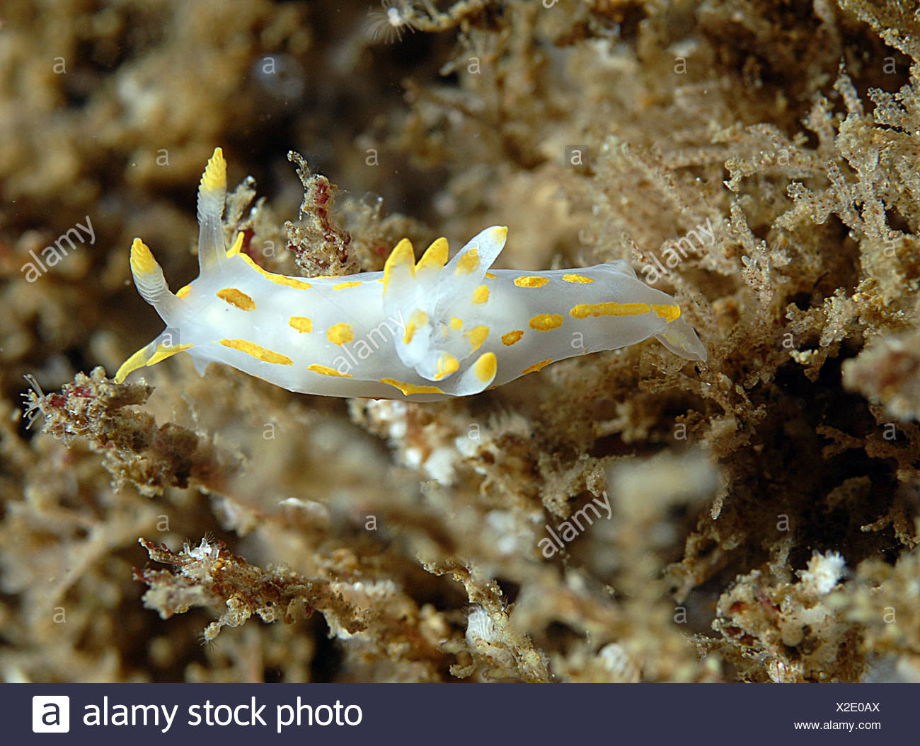 Four Lined Nudibranch High Resolution Stock Photography and Images - Alamy