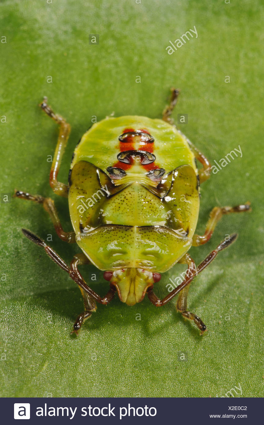 Birch Shieldbug Final Instar Nymph High Resolution Stock Photography ...