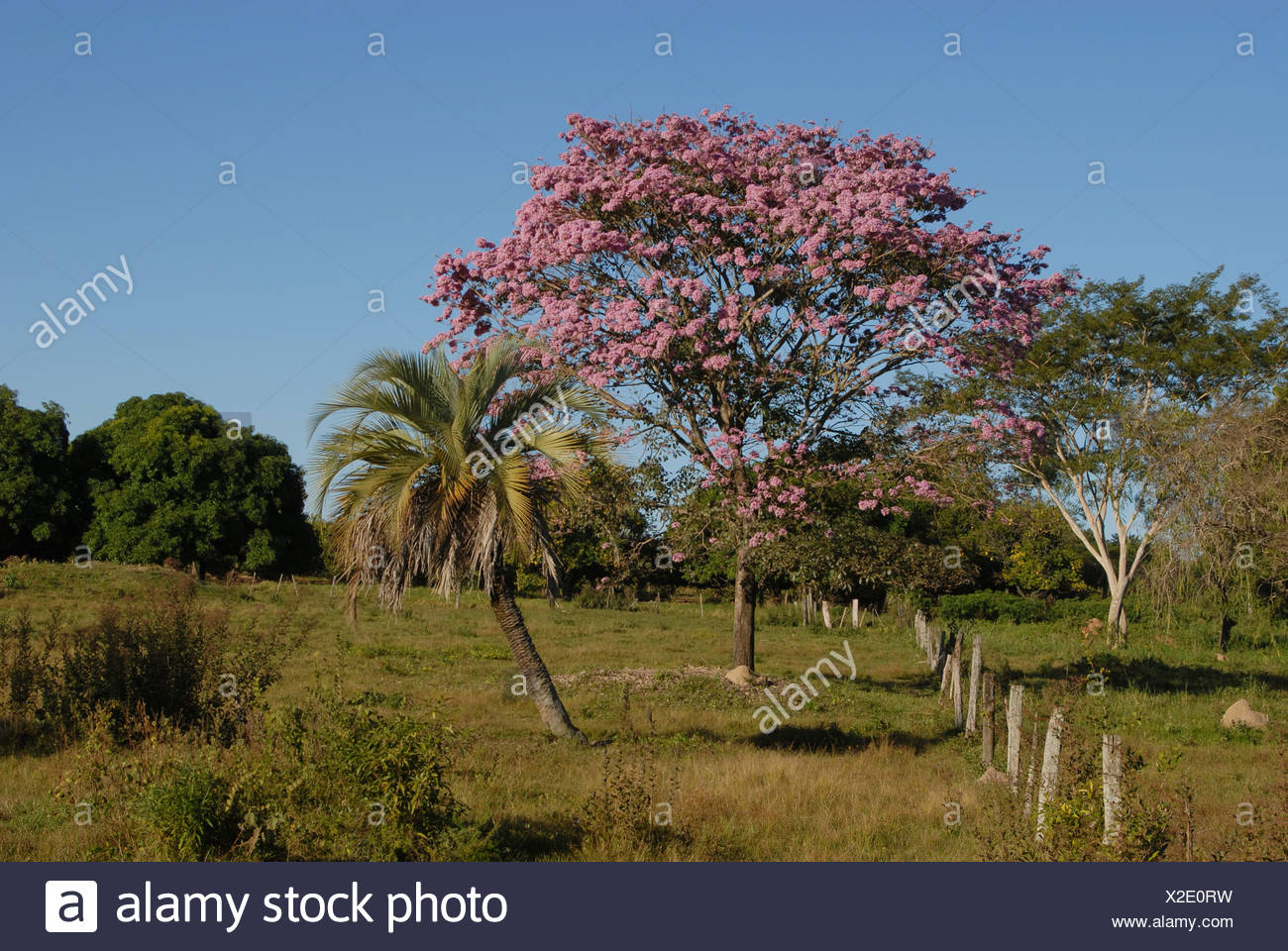 Inkabaum High Resolution Stock Photography and Images - Alamy