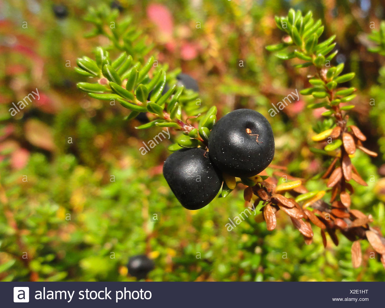 Black Crowberry Empetrum Nigrum High Resolution Stock Photography and ...