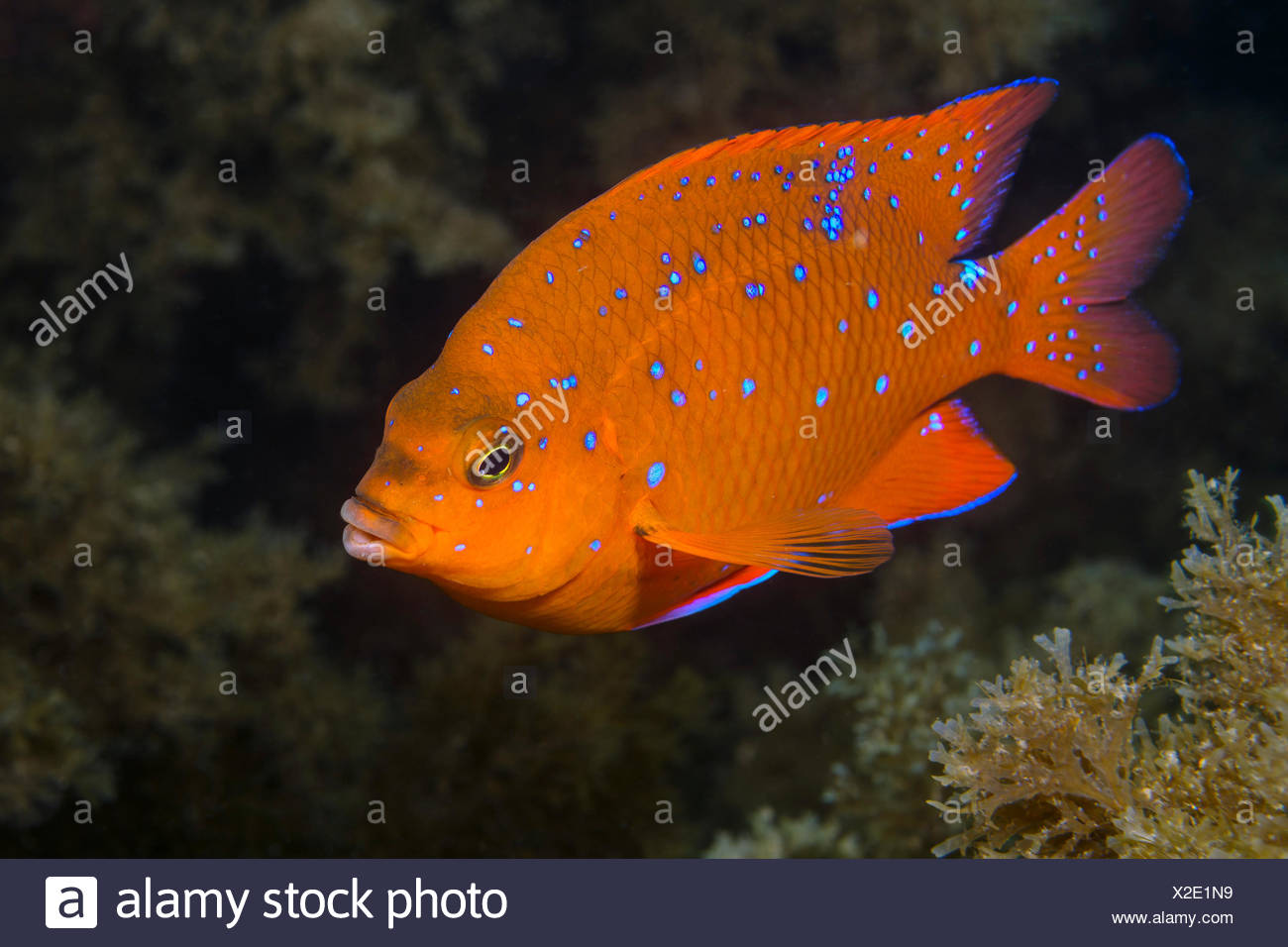 Rubicundus Rubicundus High Resolution Stock Photography and Images - Alamy