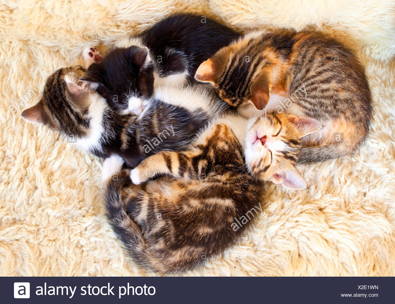 Tired Tired Cat High Resolution Stock Photography and Images - Alamy