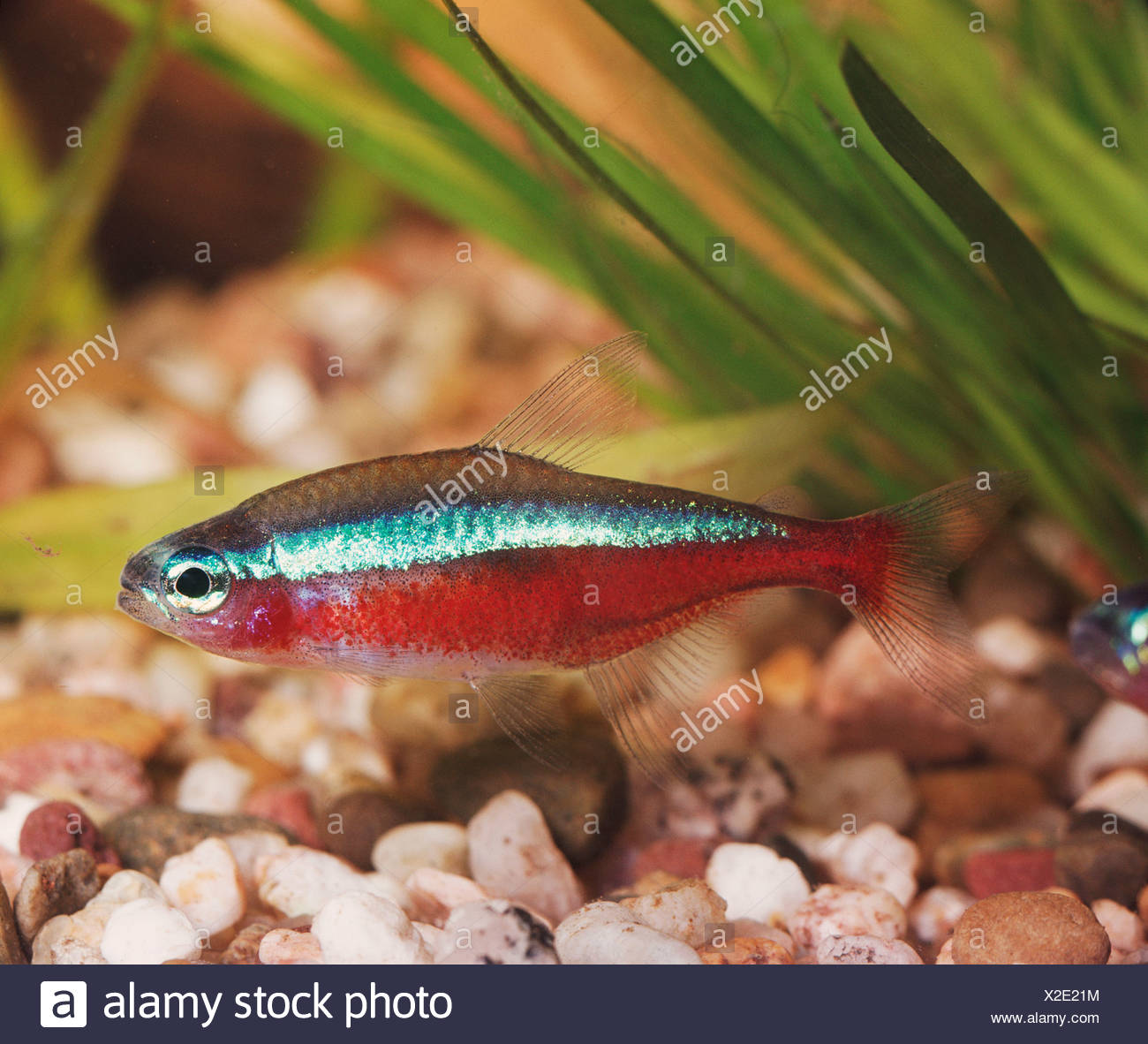 Cardinal Tetra High Resolution Stock Photography and Images - Alamy
