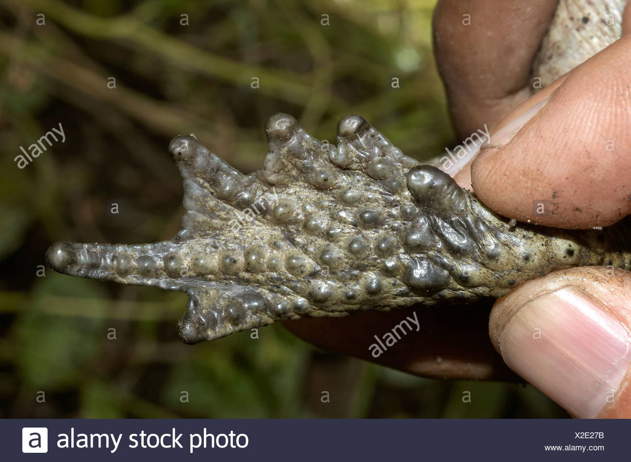 Ventral Foot High Resolution Stock Photography and Images - Alamy