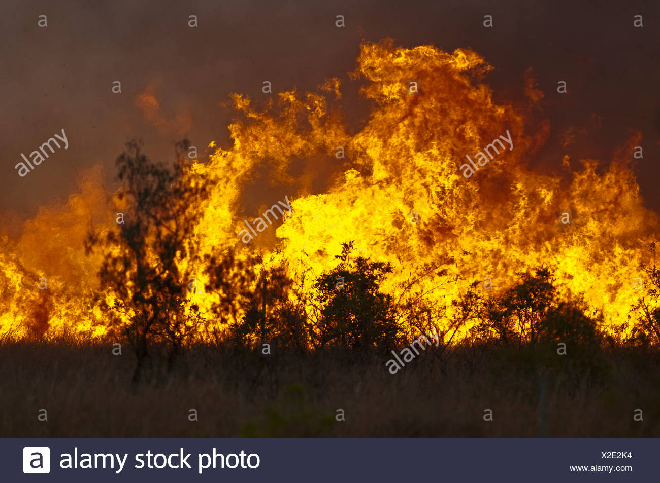 Tree And Bush High Resolution Stock Photography and Images - Alamy