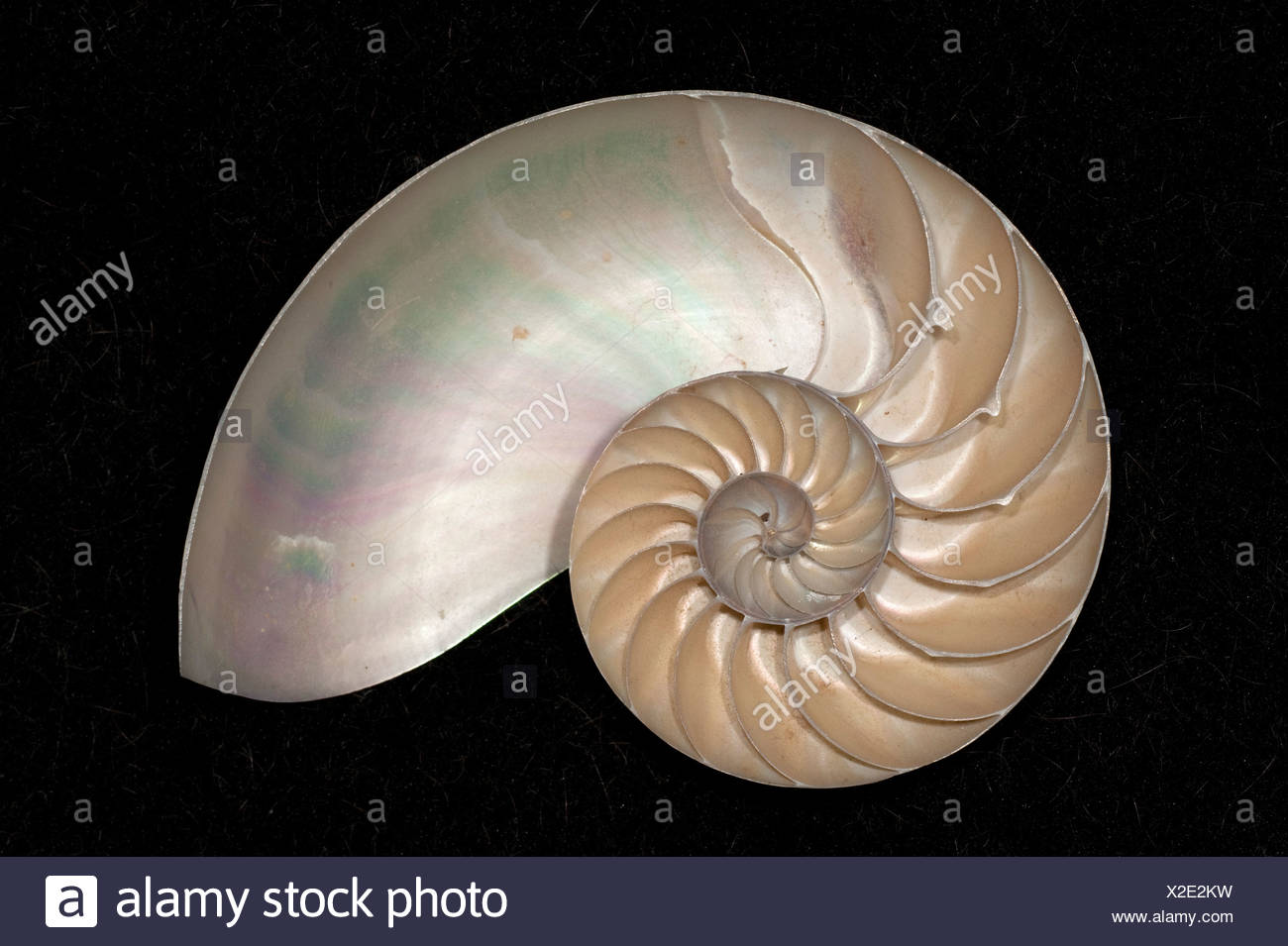 Chambered Shell High Resolution Stock Photography and Images - Alamy
