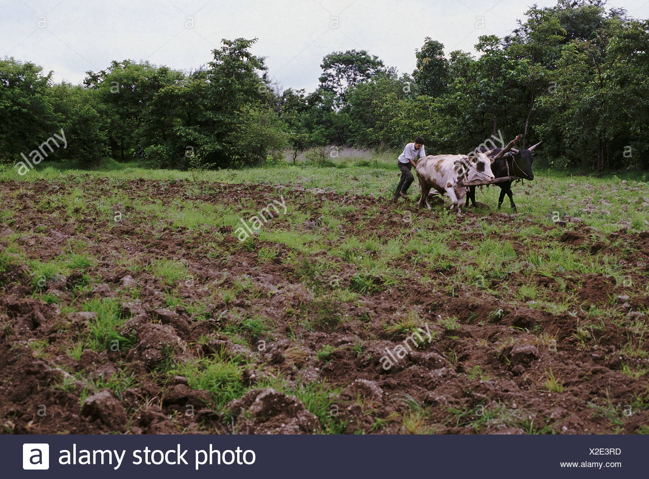 Animal Plough High Resolution Stock Photography and Images - Alamy