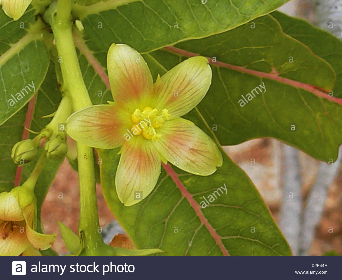 Jatropha Unicostata High Resolution Stock Photography and Images - Alamy