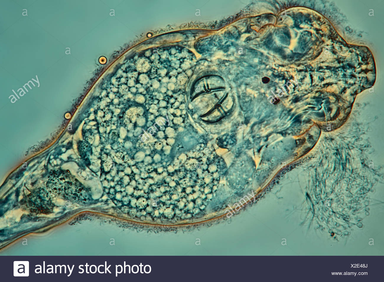 Rotifers Rotatoria High Resolution Stock Photography and Images - Alamy