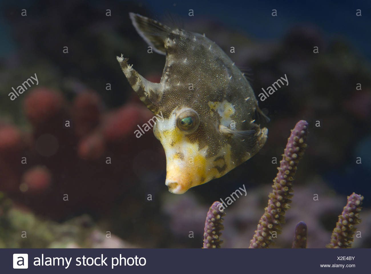 Bristle Stock Photos & Bristle Stock Images - Alamy