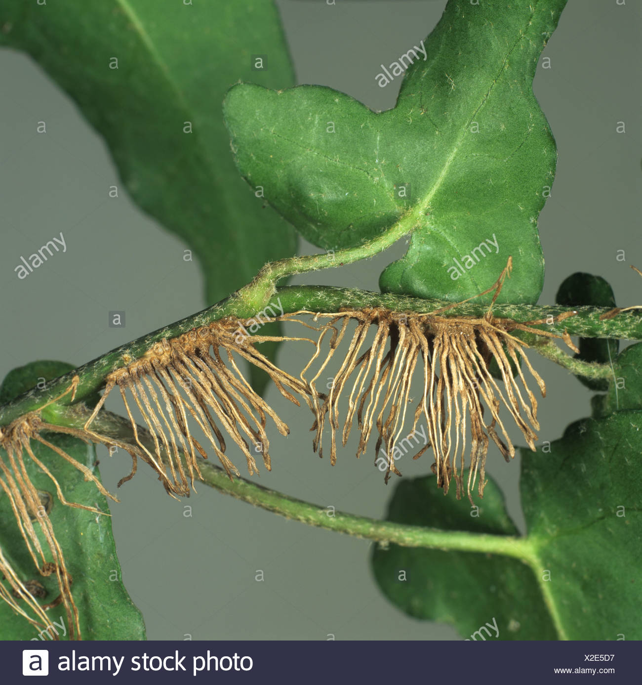 Adventitious Roots Stock Photos & Adventitious Roots Stock Images - Alamy