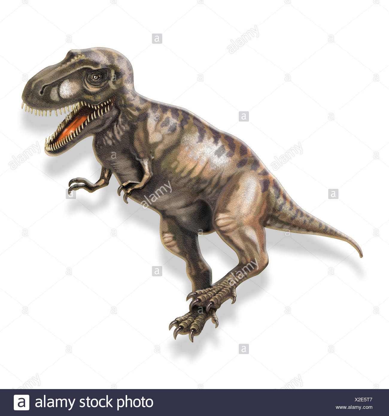 Terrestrial Predator High Resolution Stock Photography and Images - Alamy