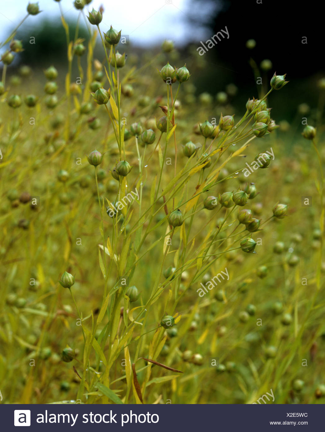 Linseed Crop Stock Photos & Linseed Crop Stock Images - Alamy