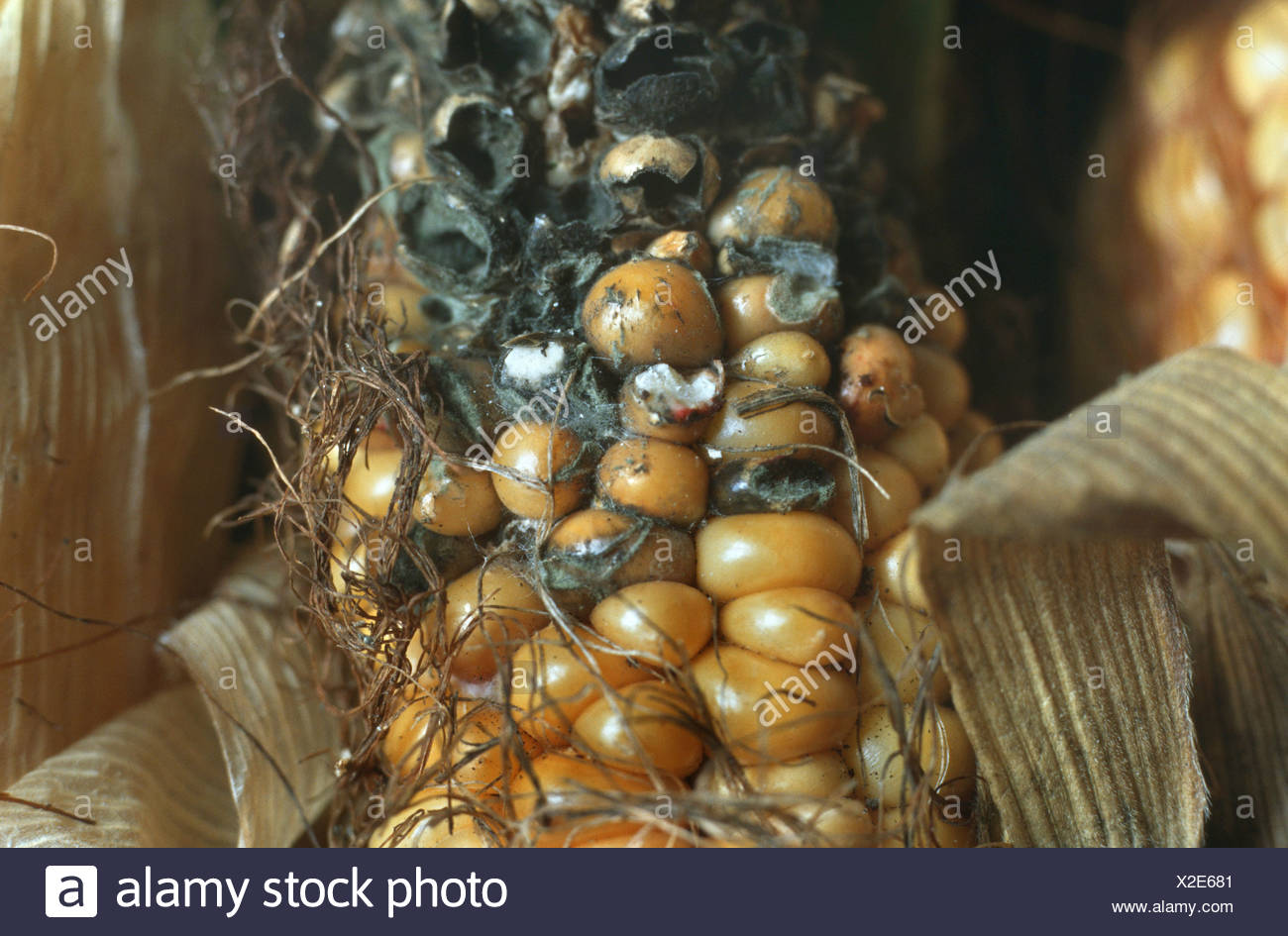 Spoilt Crop High Resolution Stock Photography and Images - Alamy