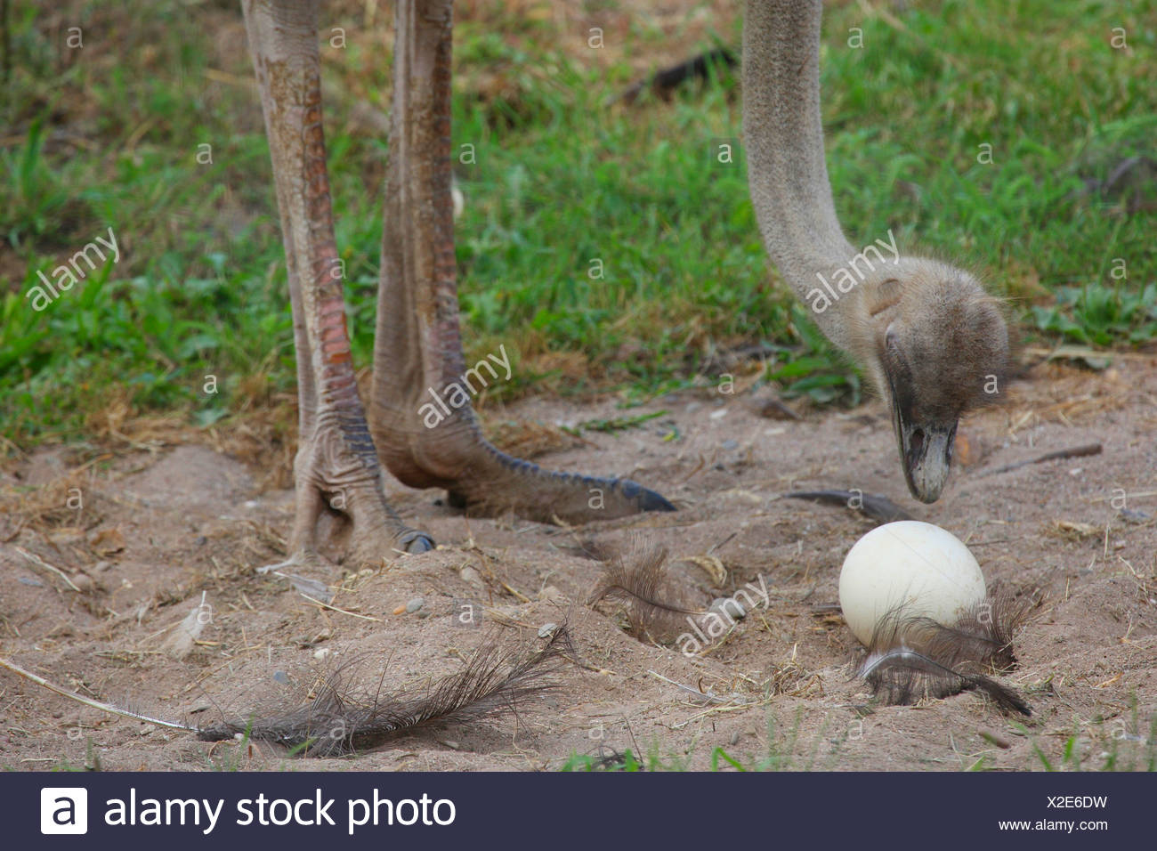 Breeding Ostrich High Resolution Stock Photography and Images - Alamy