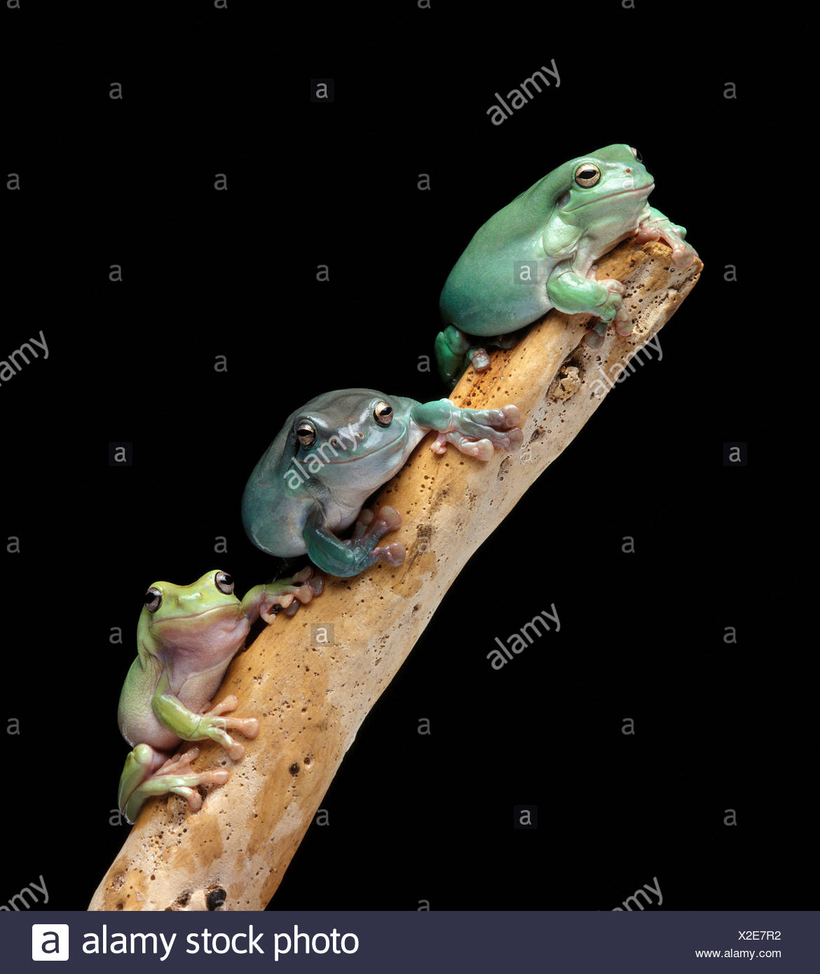 Pet Frog Stock Photos & Pet Frog Stock Images - Alamy