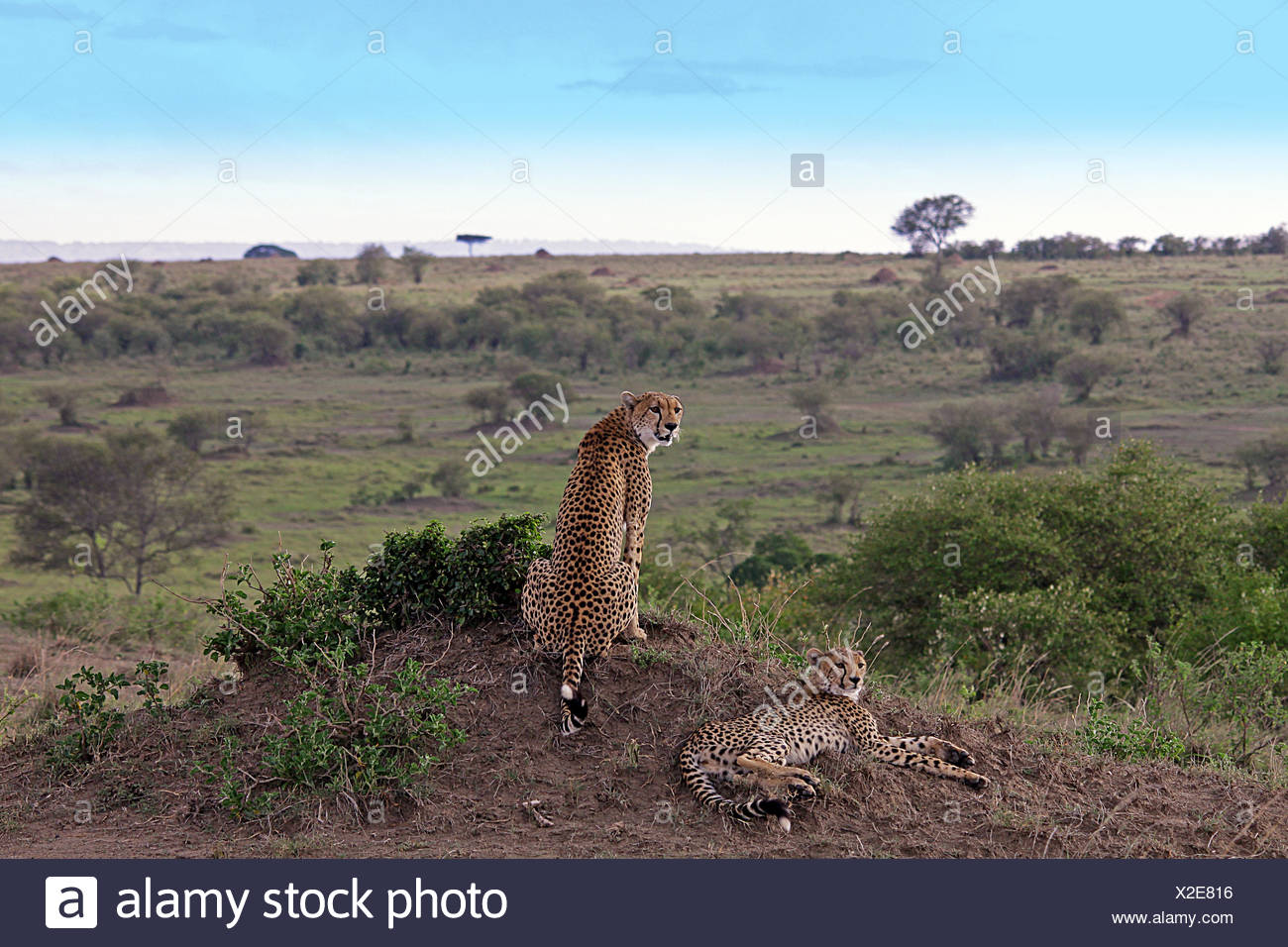 Cheetah Prey High Resolution Stock Photography and Images - Alamy