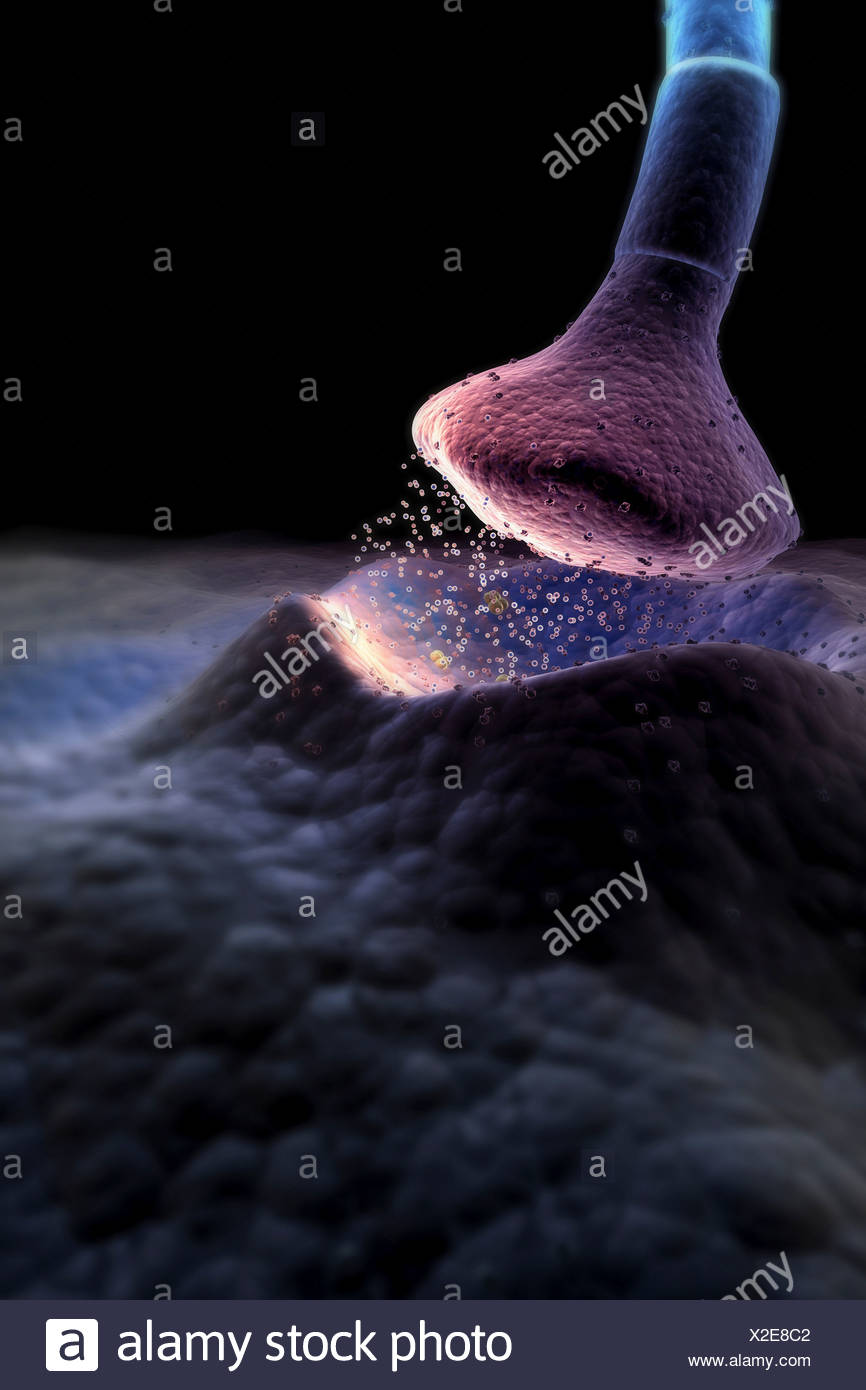 Synaptic Cleft High Resolution Stock Photography and Images - Alamy