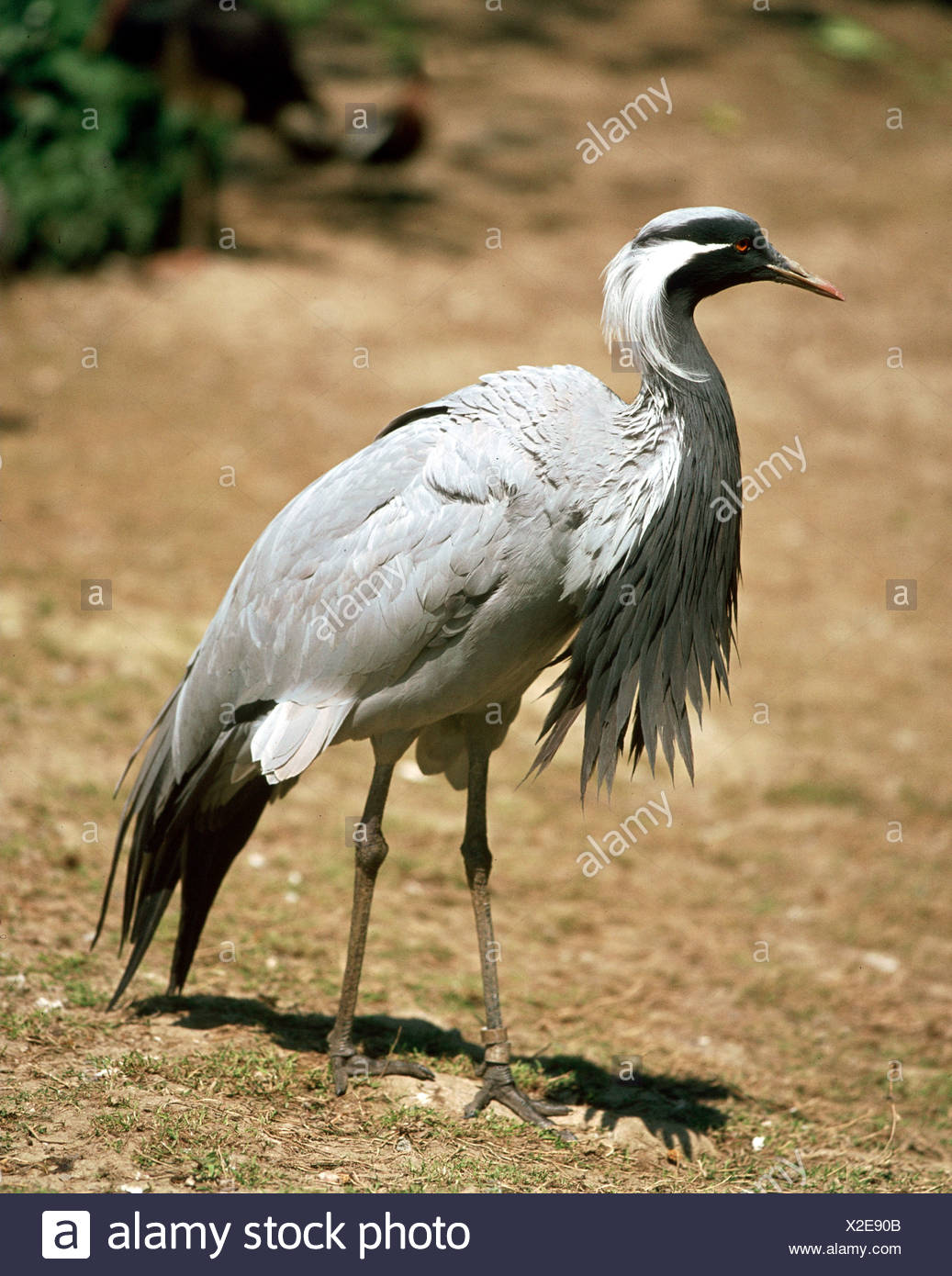 Manchuria Crane High Resolution Stock Photography and Images - Alamy