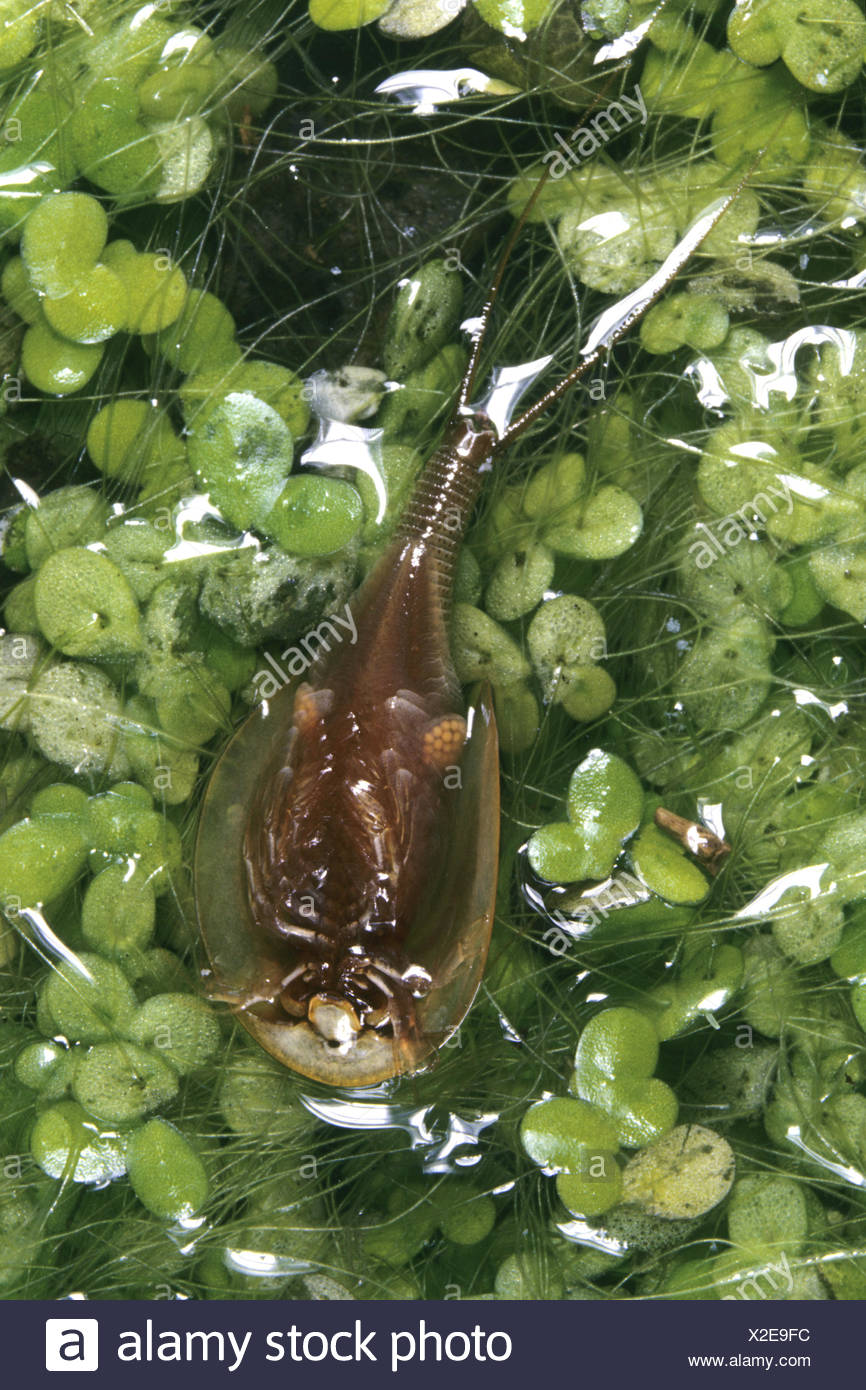 American Tadpole High Resolution Stock Photography and Images - Alamy