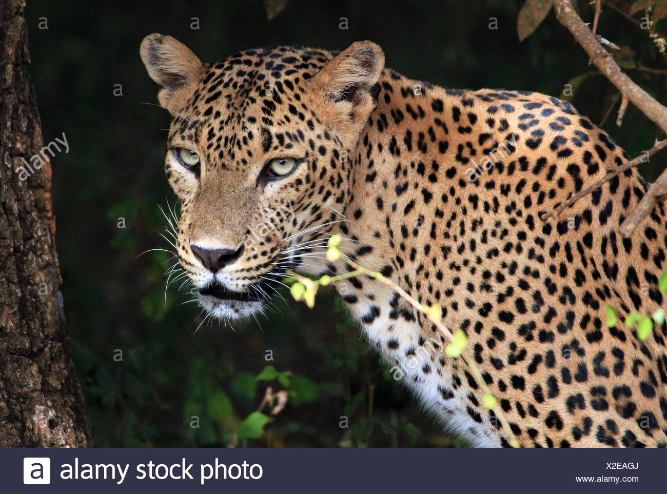 Predators Sri Lankan Leopard High Resolution Stock Photography and ...