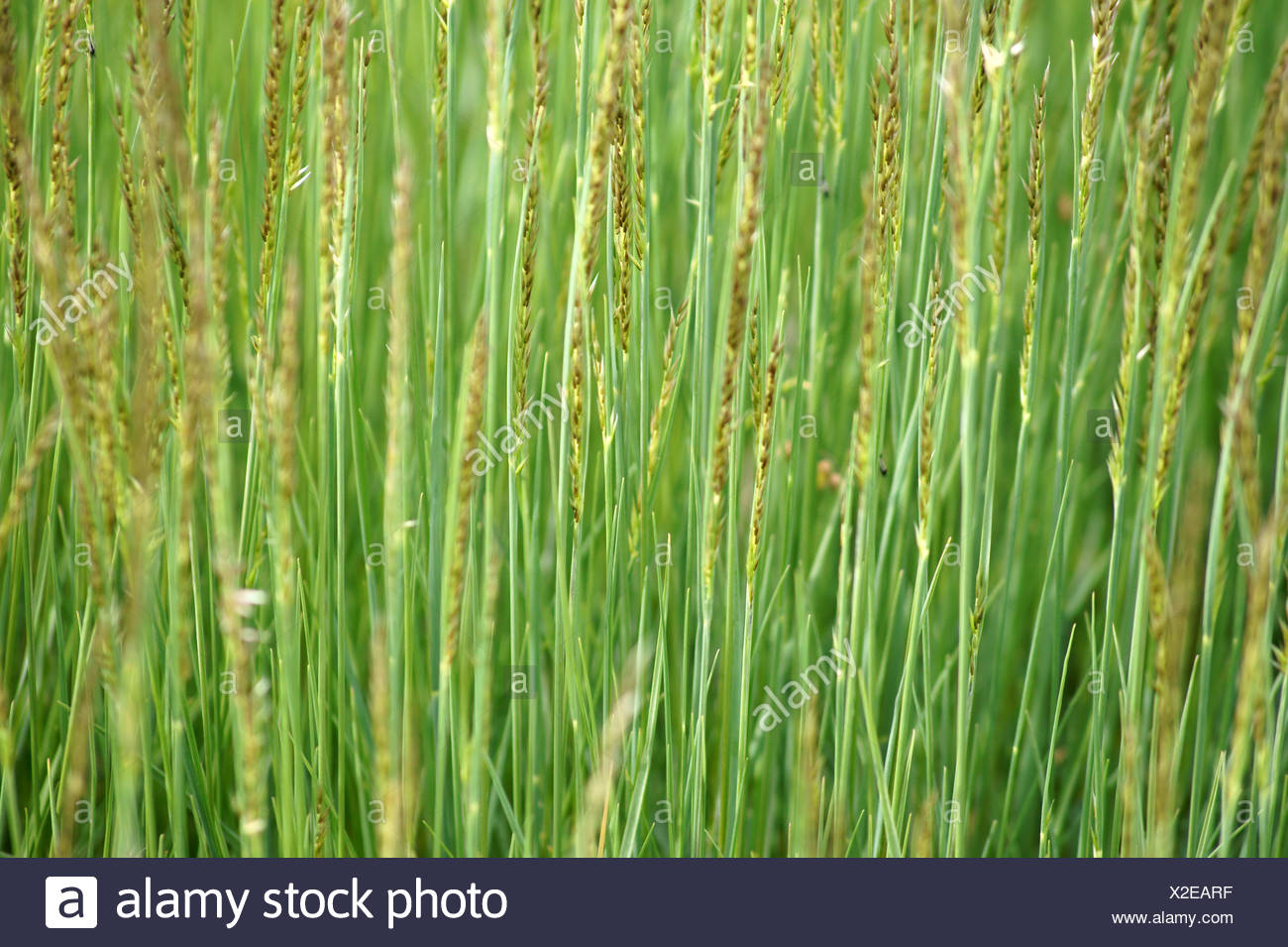 Melic Grass Stock Photos & Melic Grass Stock Images - Alamy