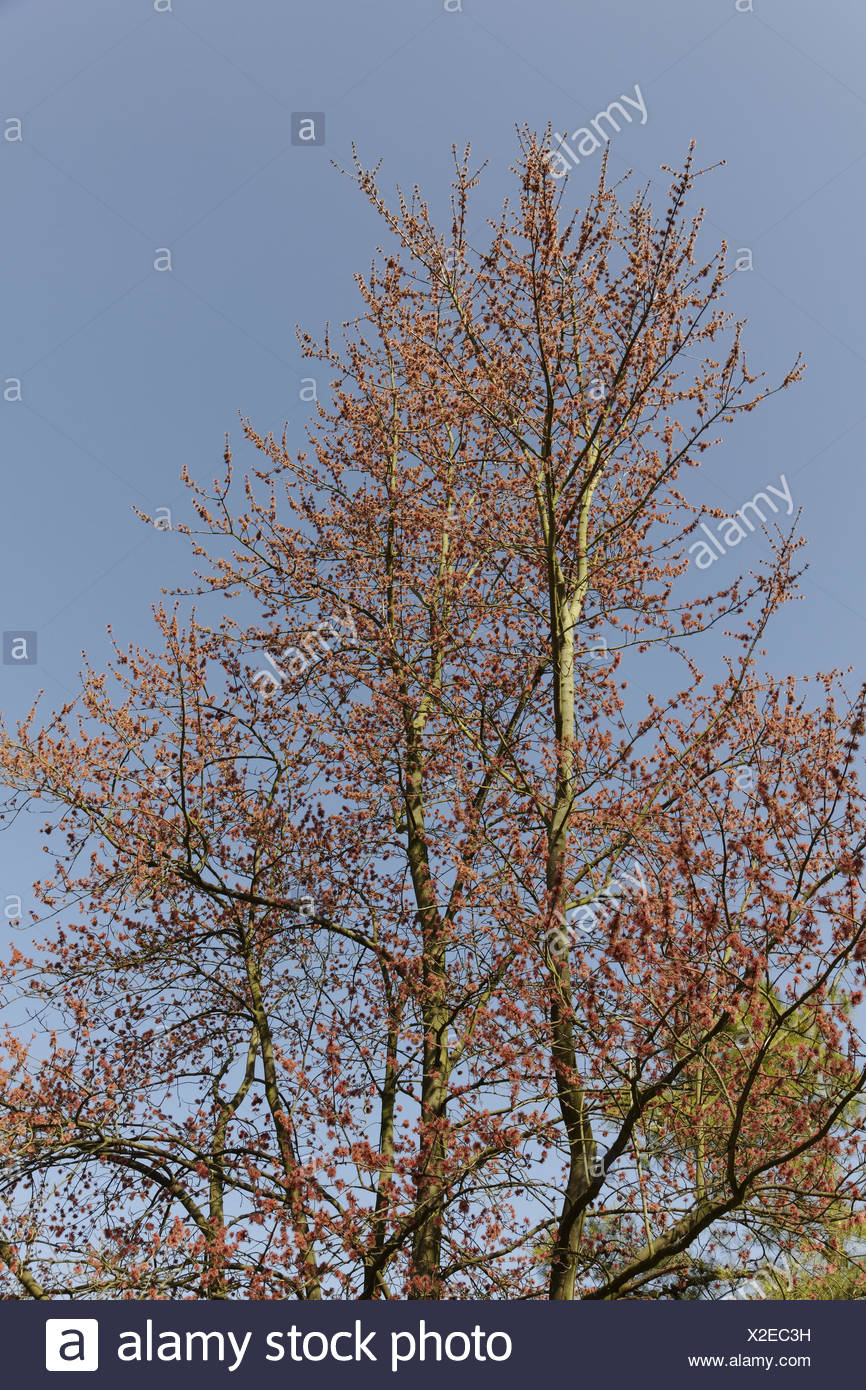Swamp Maple High Resolution Stock Photography and Images - Alamy