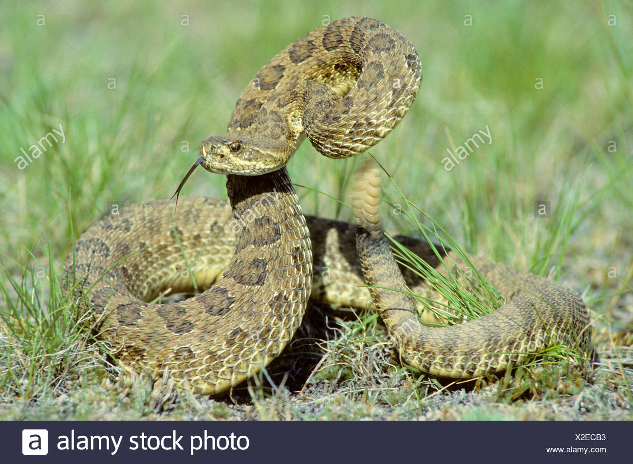Rattlesnake Striking High Resolution Stock Photography and Images - Alamy