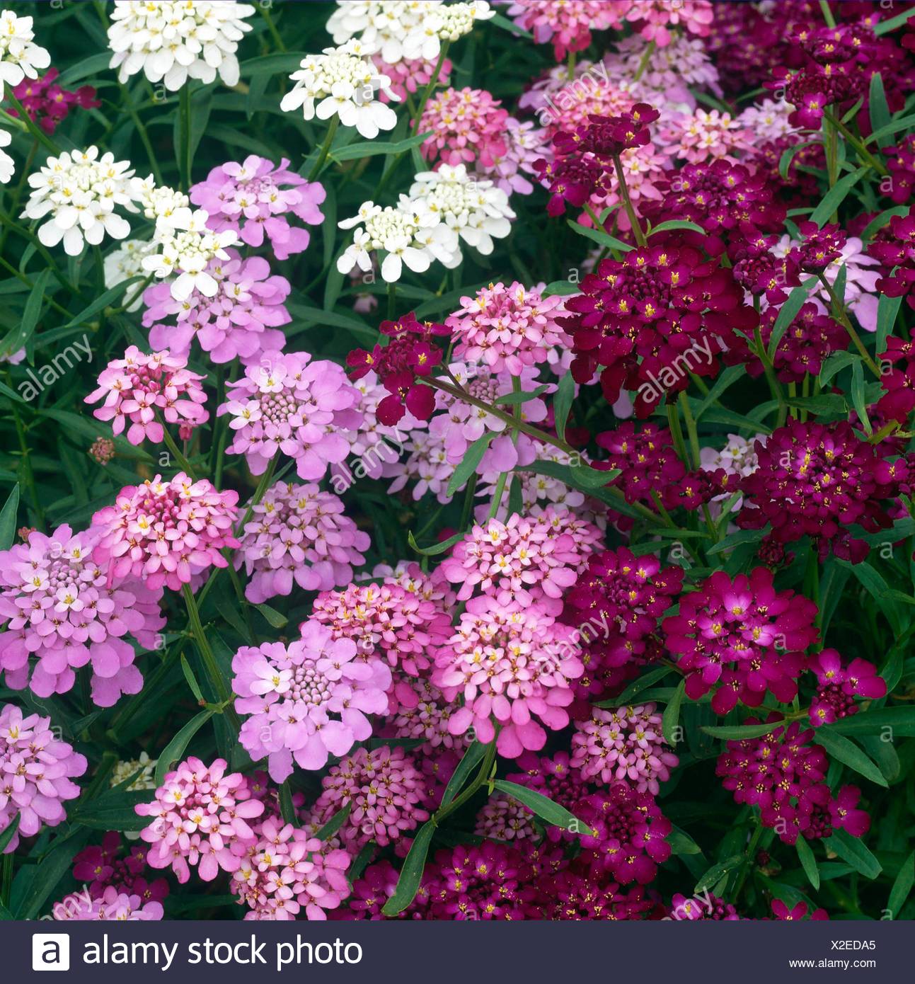 Iberis Umbellata High Resolution Stock Photography and Images - Alamy