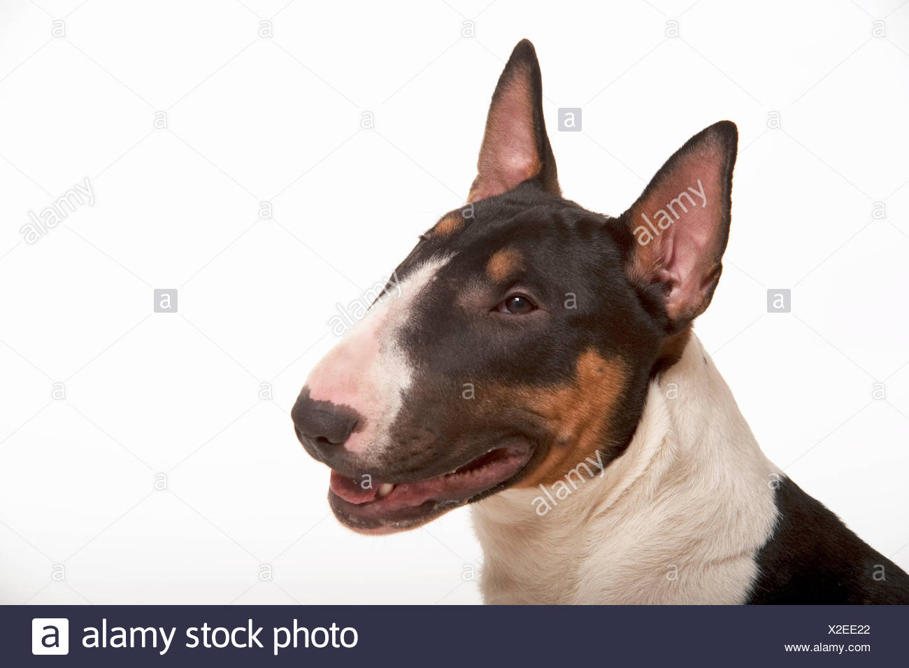 Bull Terrier Head High Resolution Stock Photography and Images - Alamy