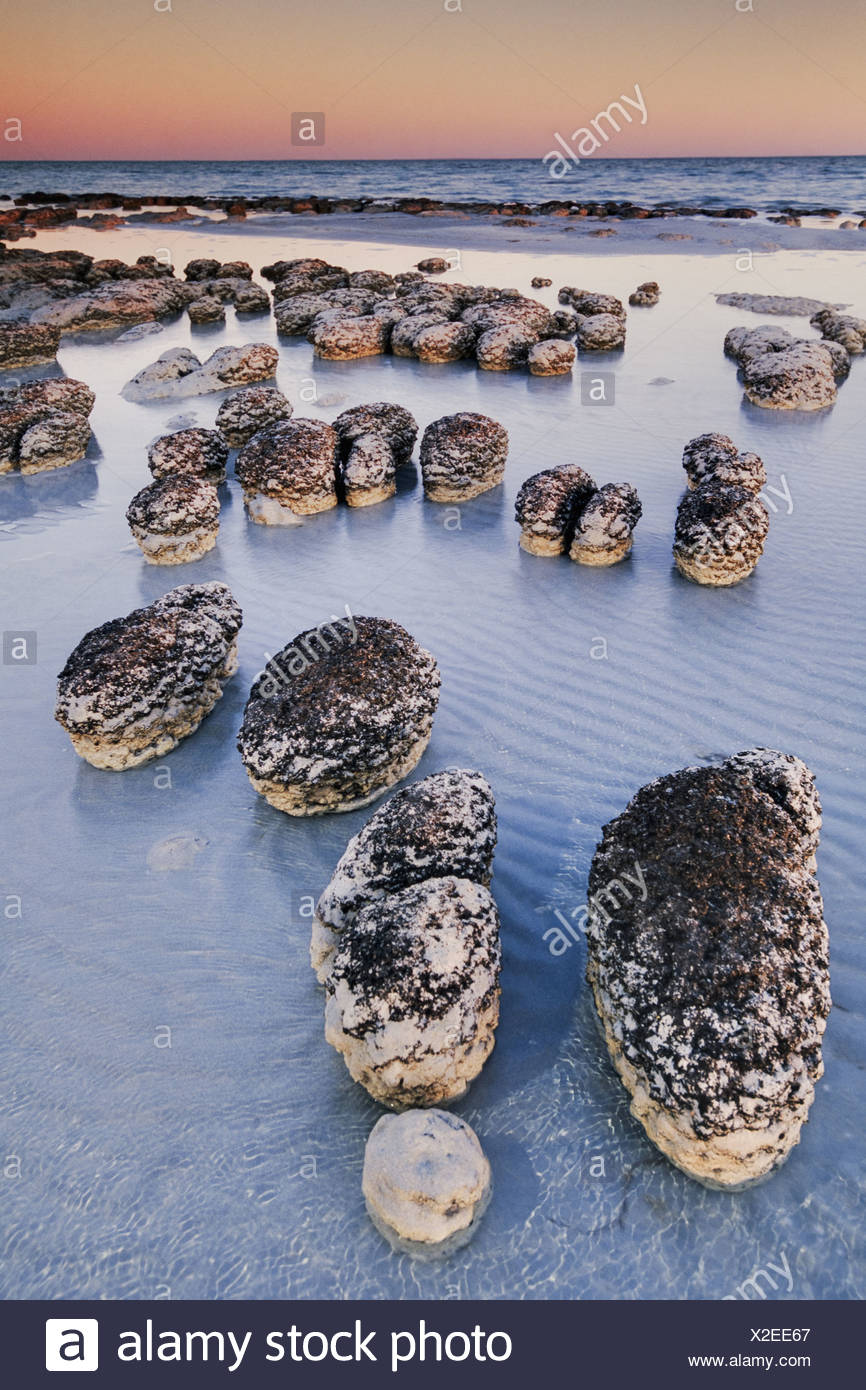 Stromatolites High Resolution Stock Photography and Images - Alamy