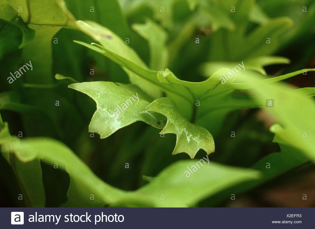 Licorice Fern High Resolution Stock Photography and Images - Alamy