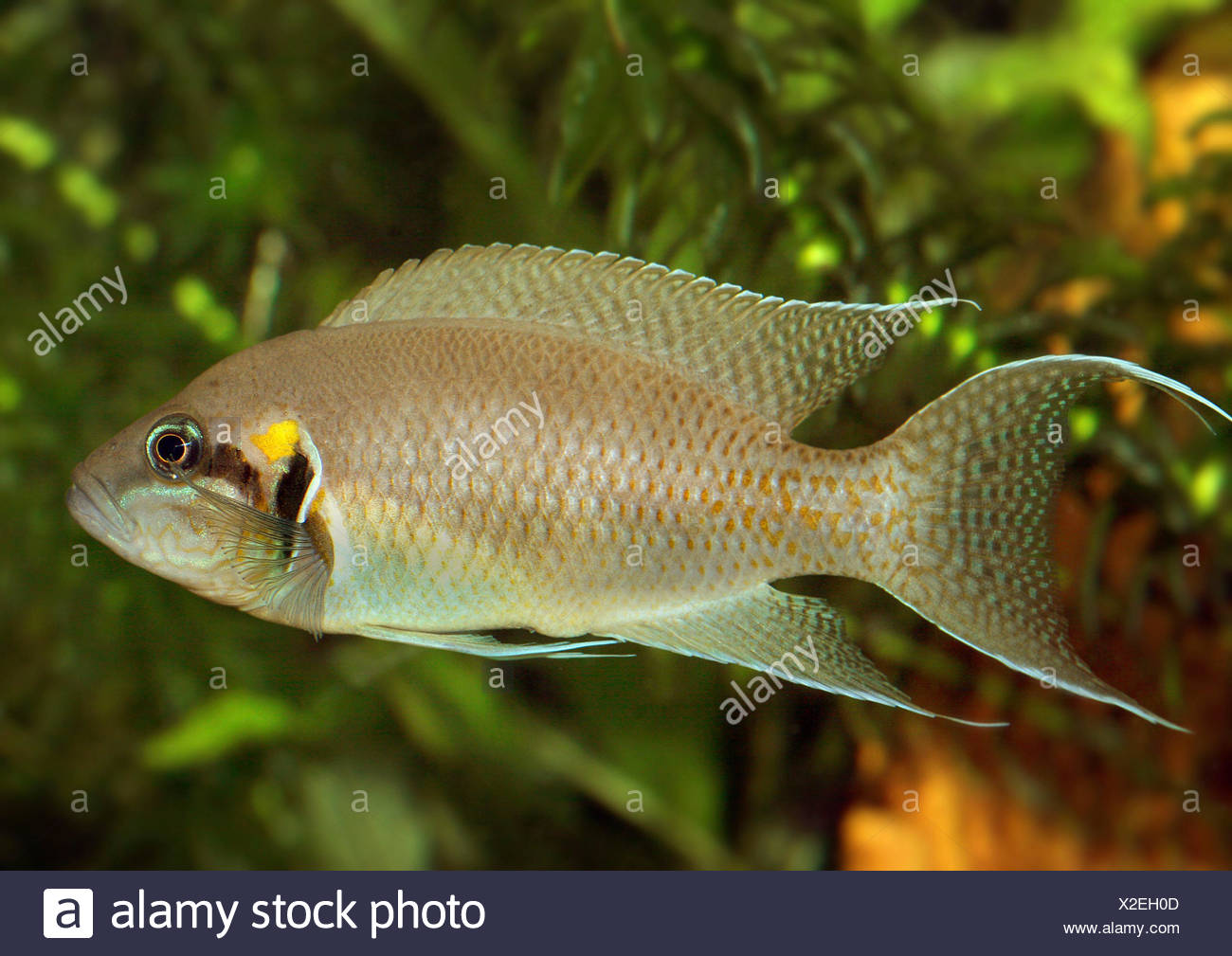 Tanganyika Animals High Resolution Stock Photography and Images - Alamy