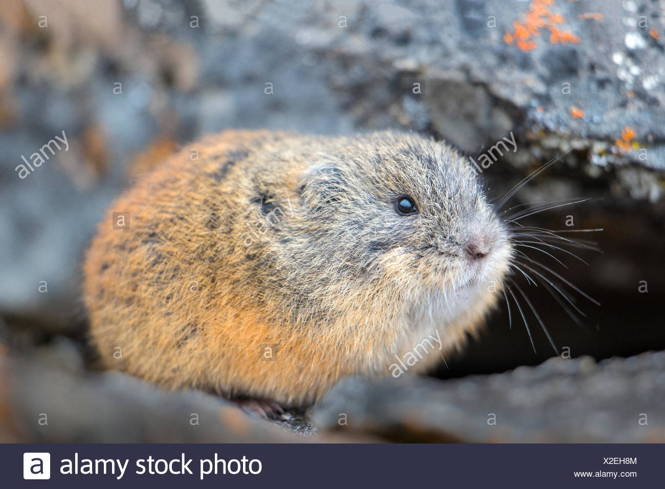 Lemmus Sibiricus High Resolution Stock Photography and Images - Alamy
